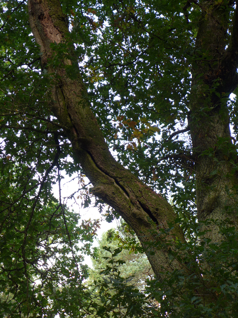 Limitations – Awen Tree Consultancy